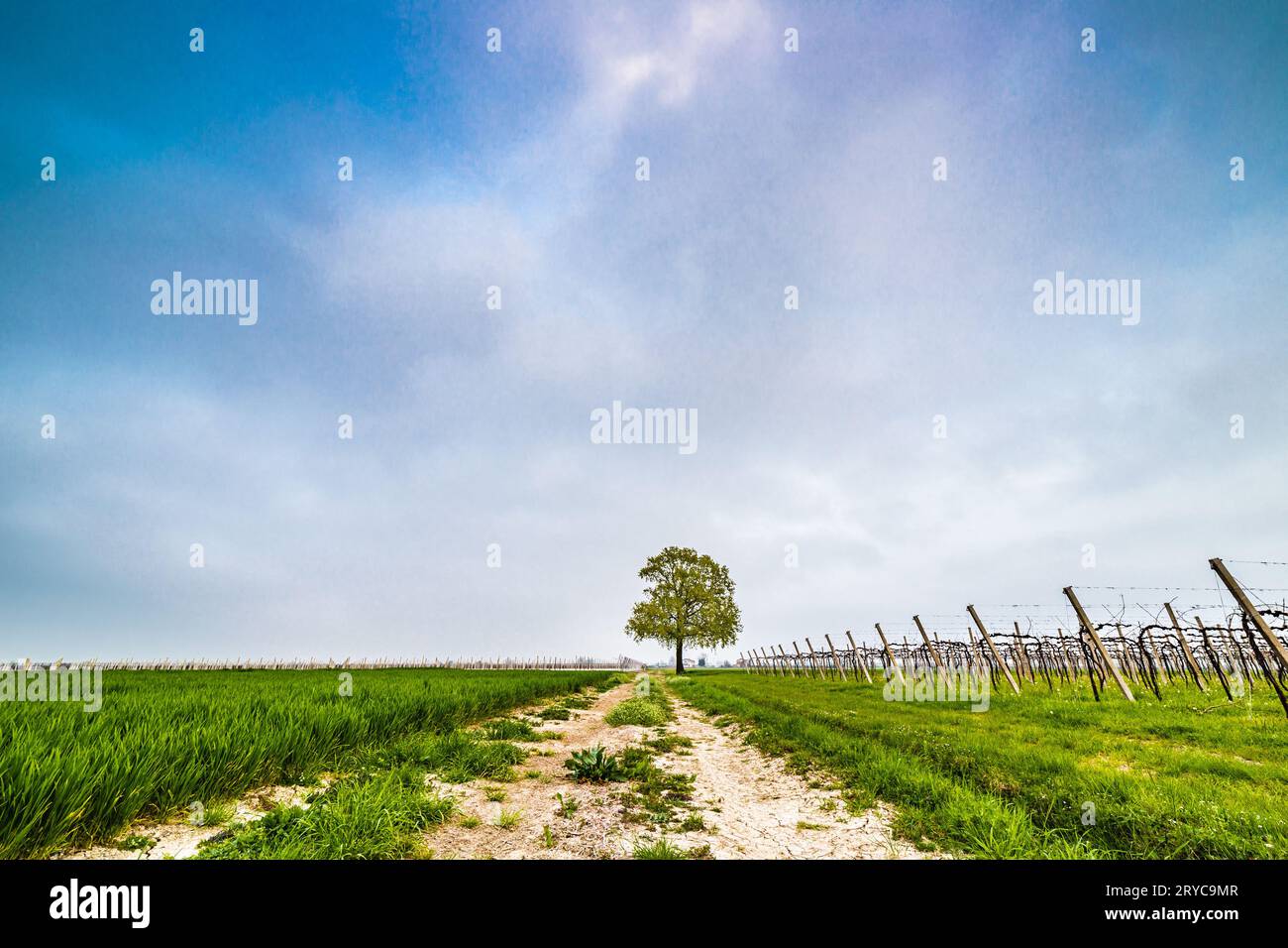 Tree countryside hi-res stock photography and images - Alamy