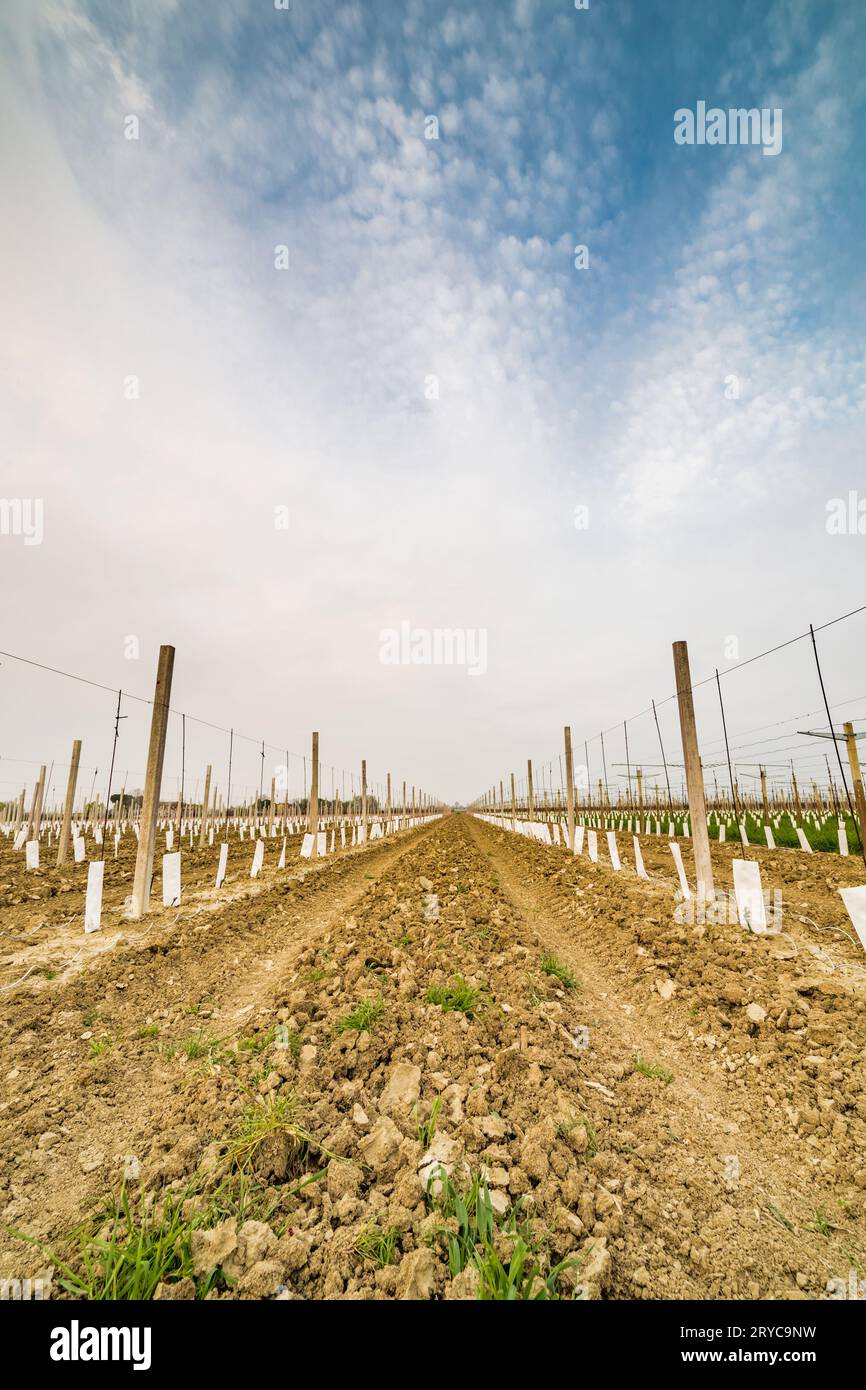 Small young seedlings Stock Photo - Alamy