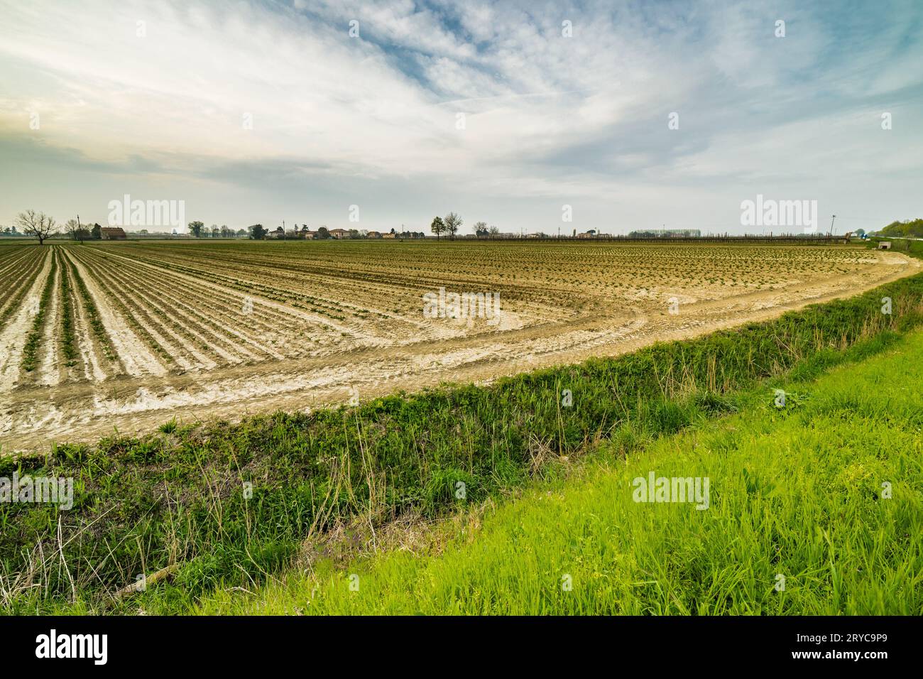 Seedlings green fields hi-res stock photography and images - Alamy