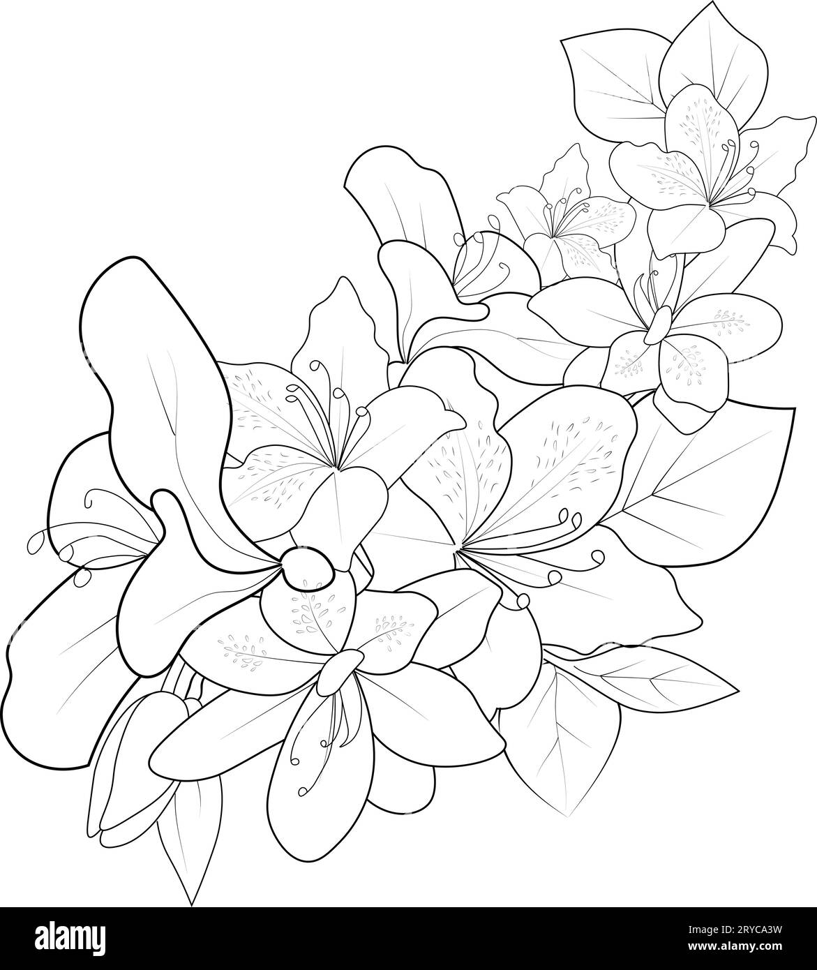 Evergreen japanese plant Stock Vector Images - Alamy