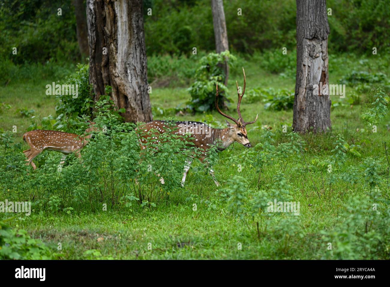 Spotted deer grazing inside the forest, Mudumalai Tiger reserve,, Tamil ...