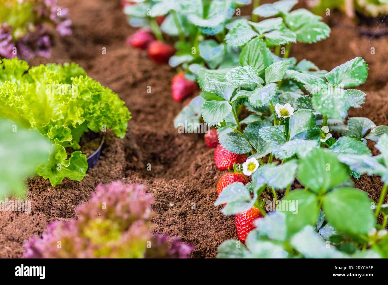 Crops detail hi-res stock photography and images - Alamy