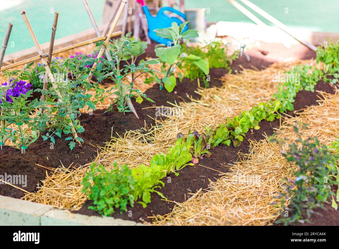 Detail of crops in the home garden Stock Photo - Alamy