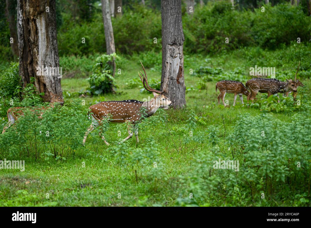 Spotted deer grazing inside the forest, Mudumalai Tiger reserve,, Tamil ...