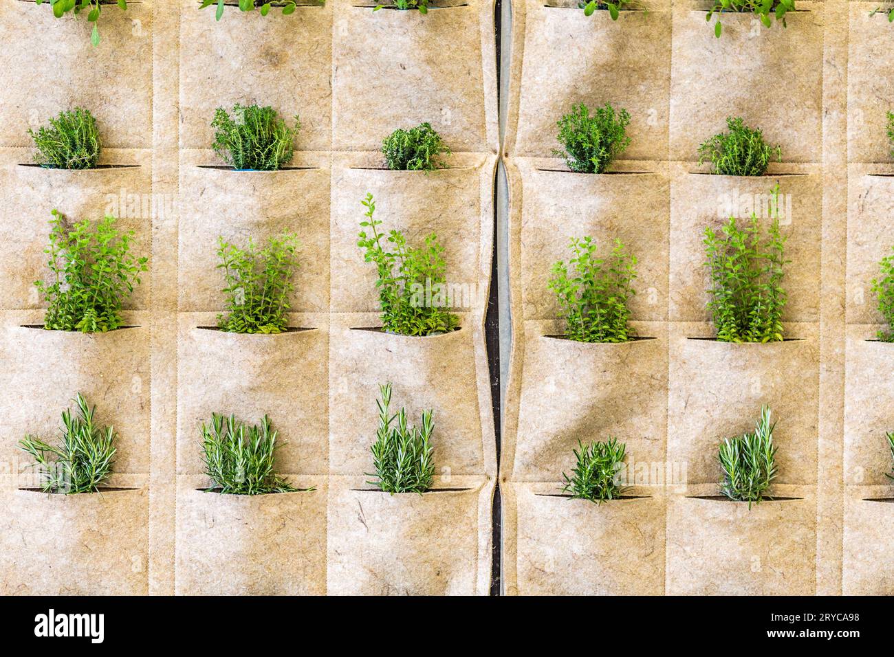 Wall herbs hi-res stock photography and images - Alamy