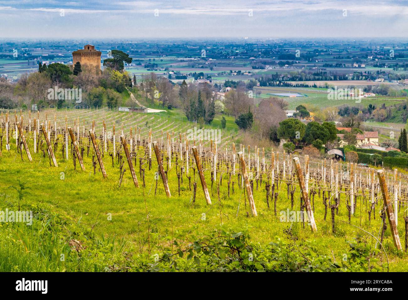 Tower overlooking leafless vineyards in rows Stock Photo - Alamy