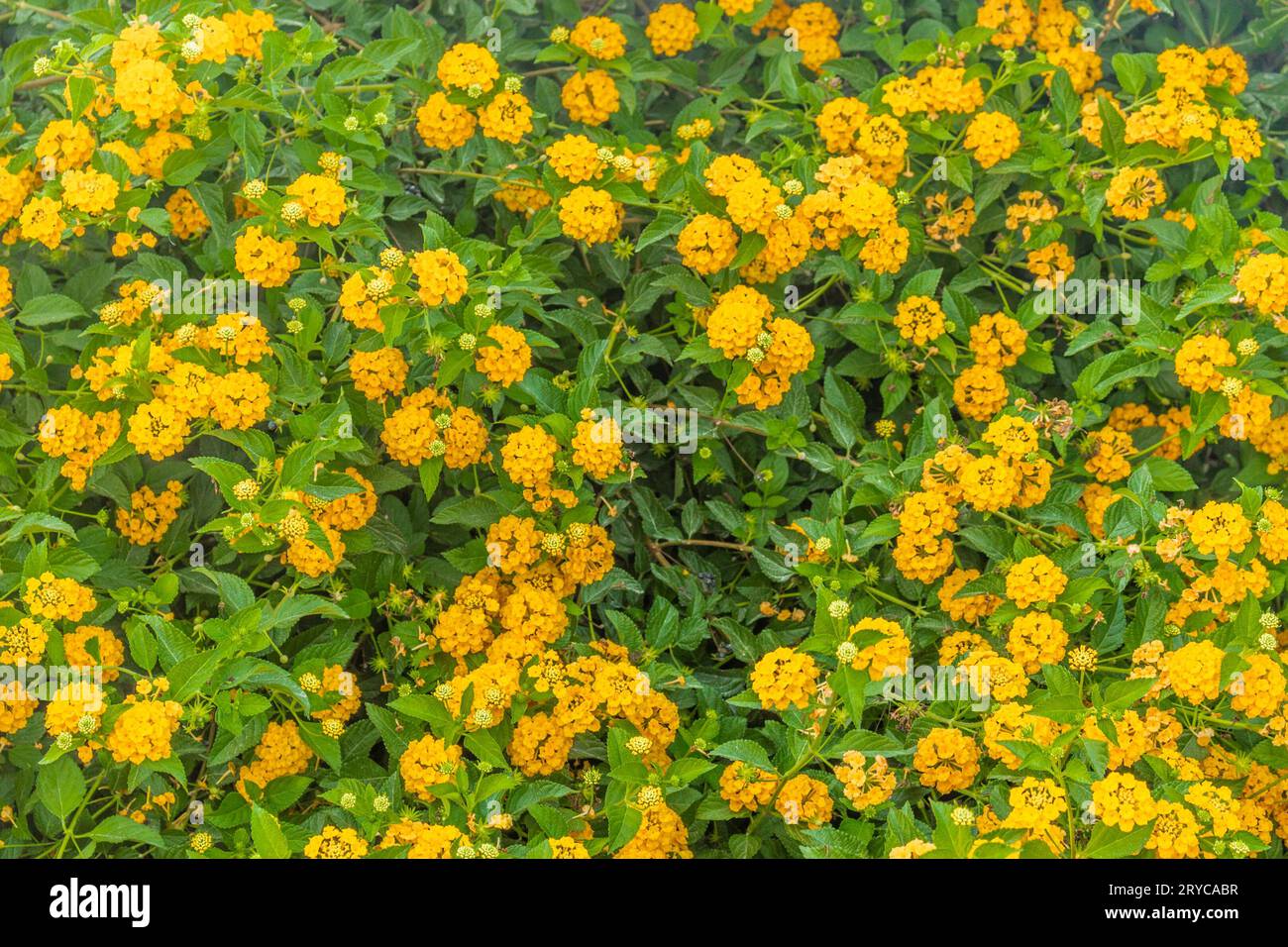 Yellow lantana flowers Stock Photo - Alamy