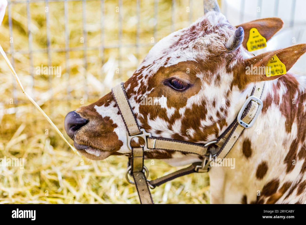 Zebu cow hi-res stock photography and images - Alamy