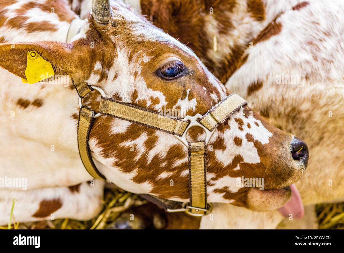 Zebu cow hi-res stock photography and images - Alamy
