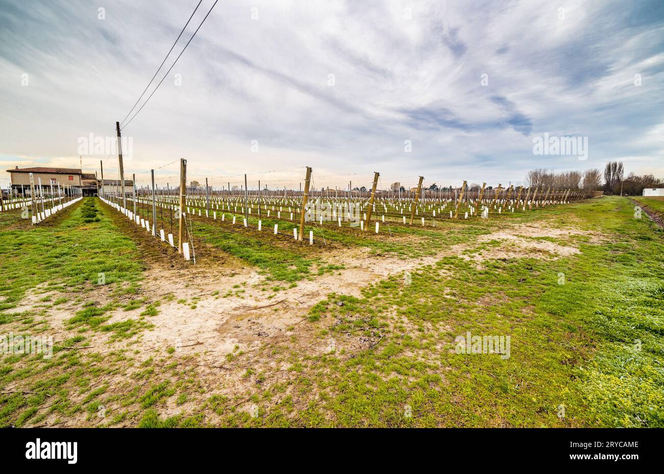 Crops crops hi-res stock photography and images - Alamy