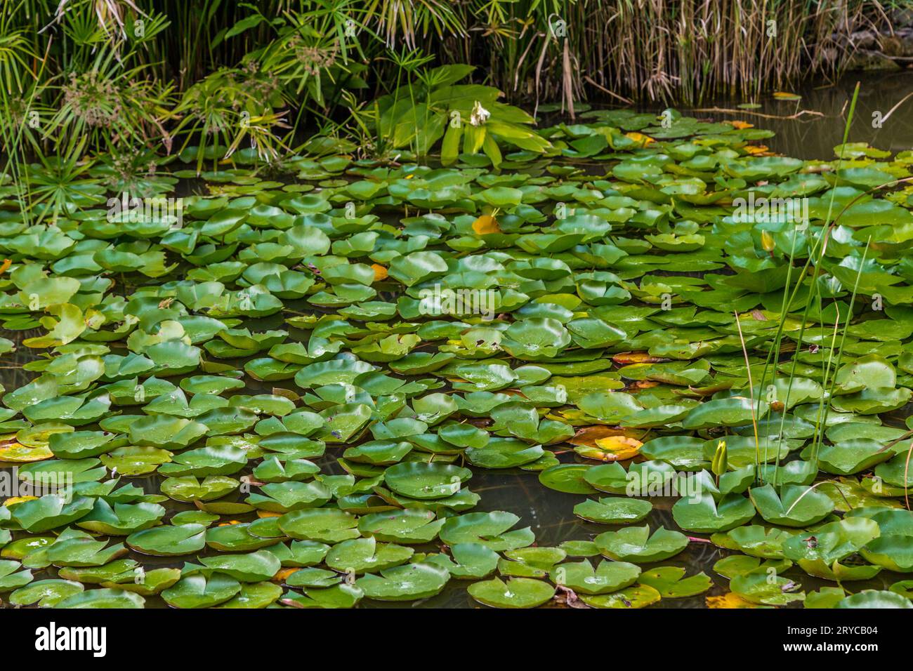 Water lily pond Stock Photo - Alamy