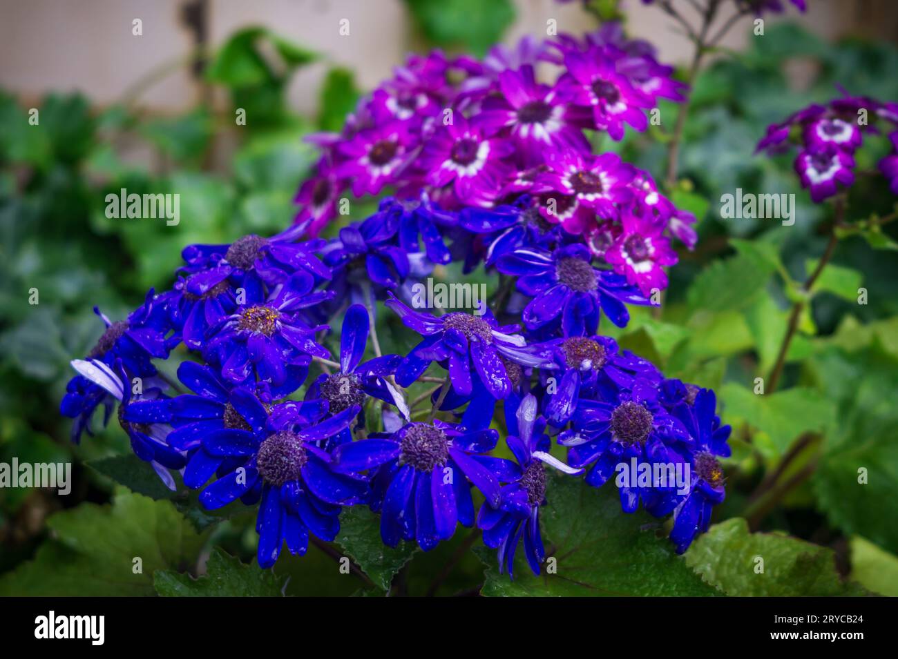 Dark blue flowers hi-res stock photography and images - Alamy
