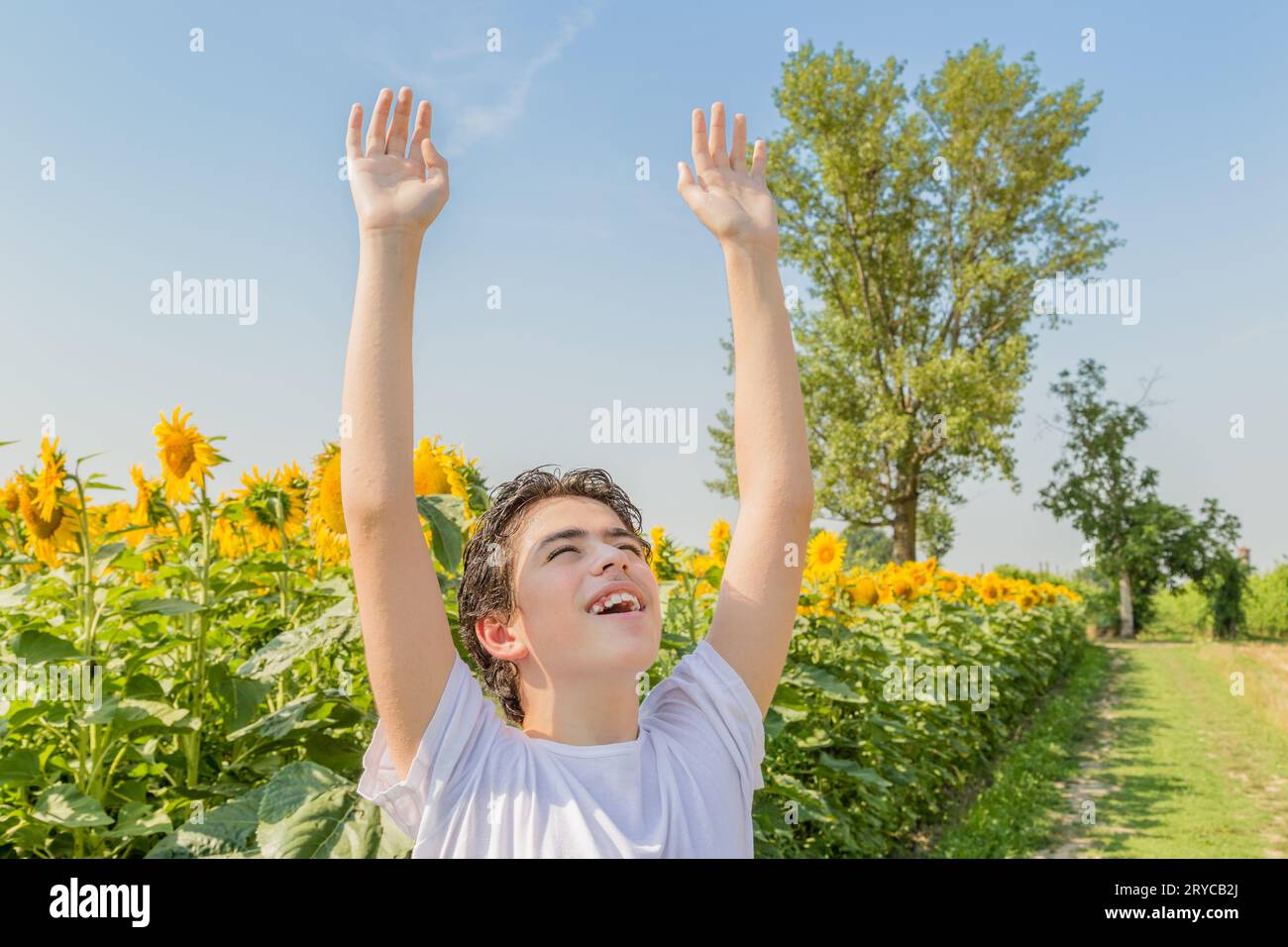 Caucasian boy raising arms on sunflower fields Stock Photo - Alamy