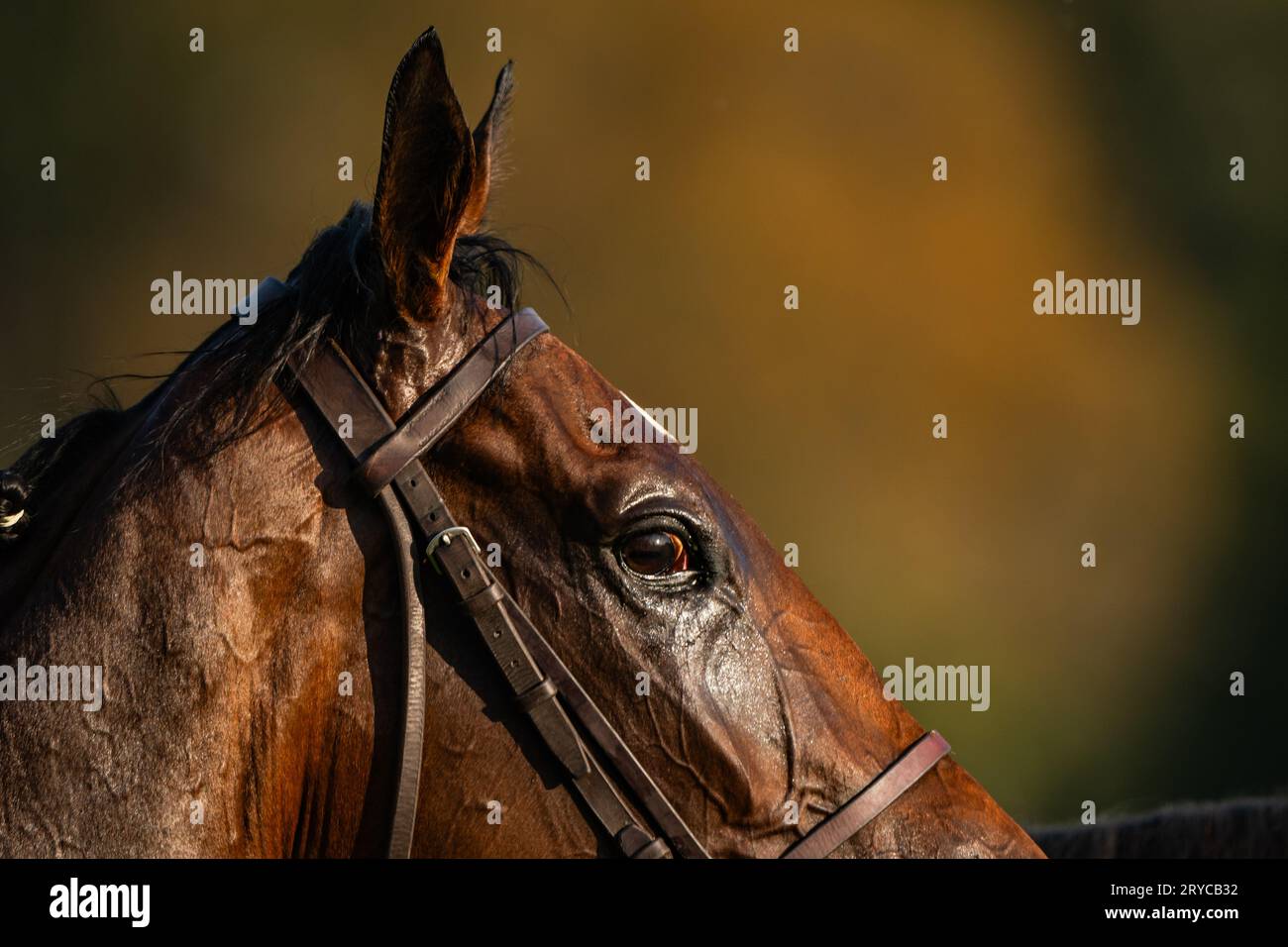 Horizon dore horse hi-res stock photography and images - Alamy