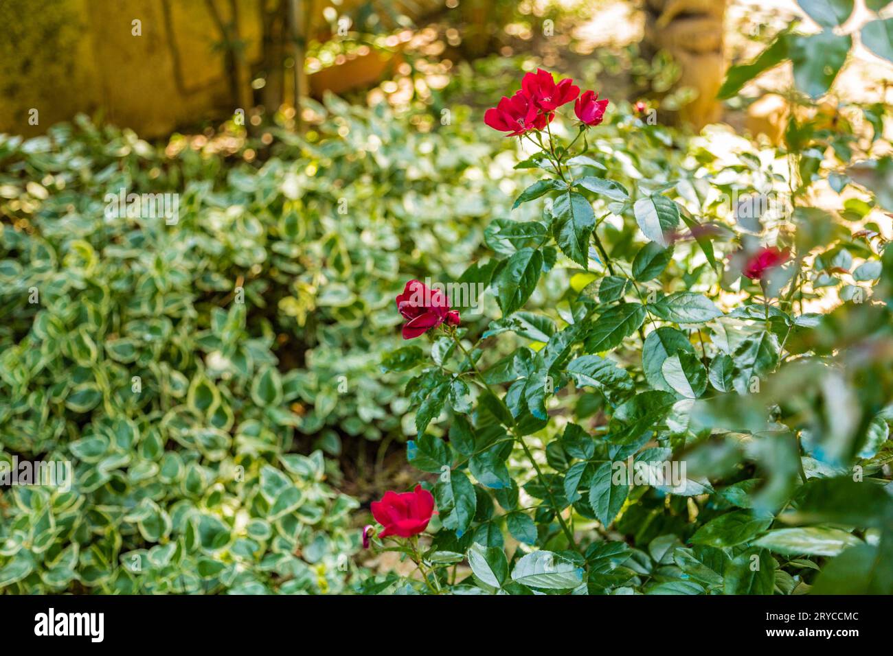 Green bush red flowers hi-res stock photography and images - Alamy