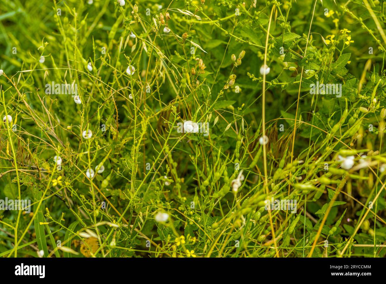 Snails climbing hi-res stock photography and images - Alamy