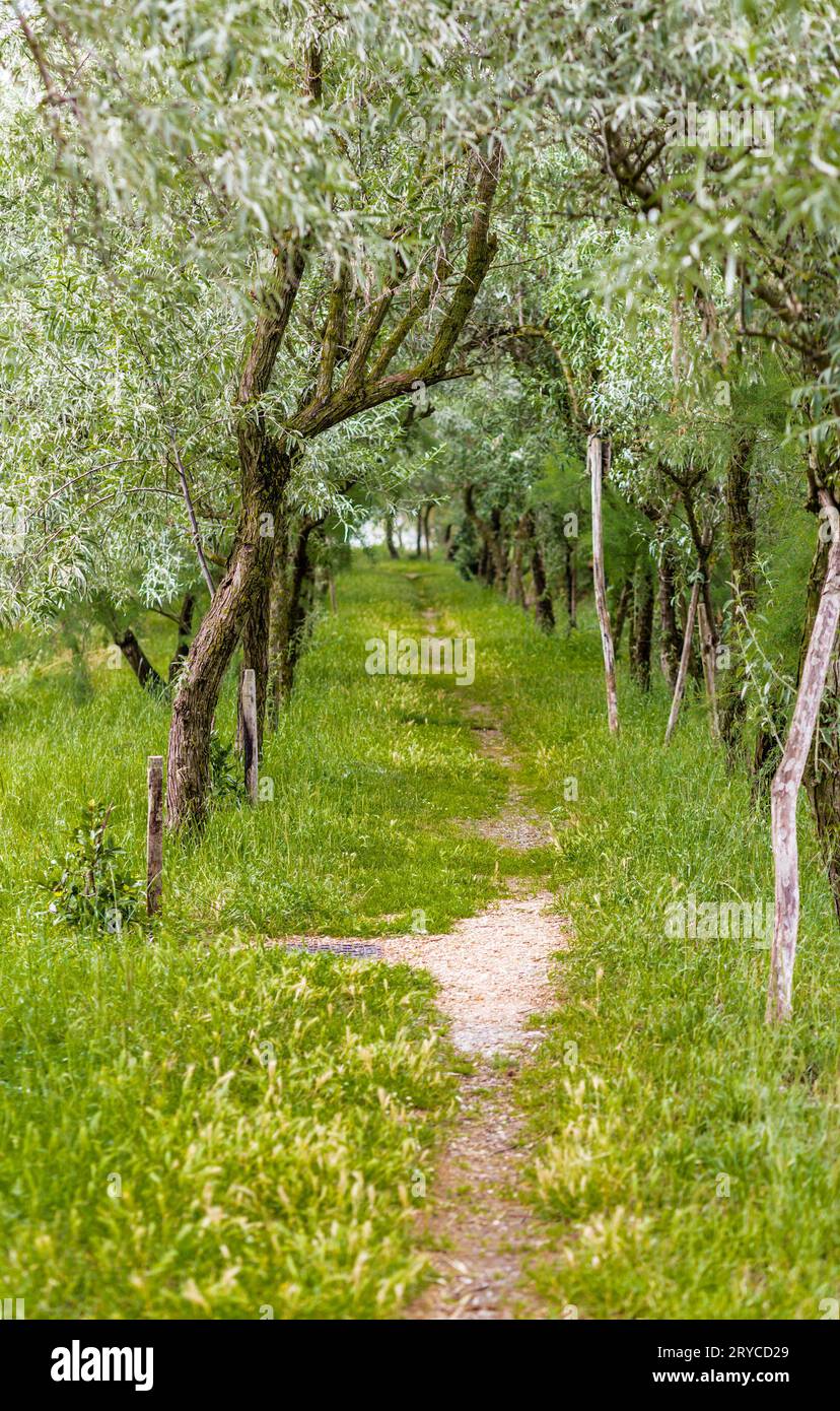 Green path through the trees Stock Photo - Alamy