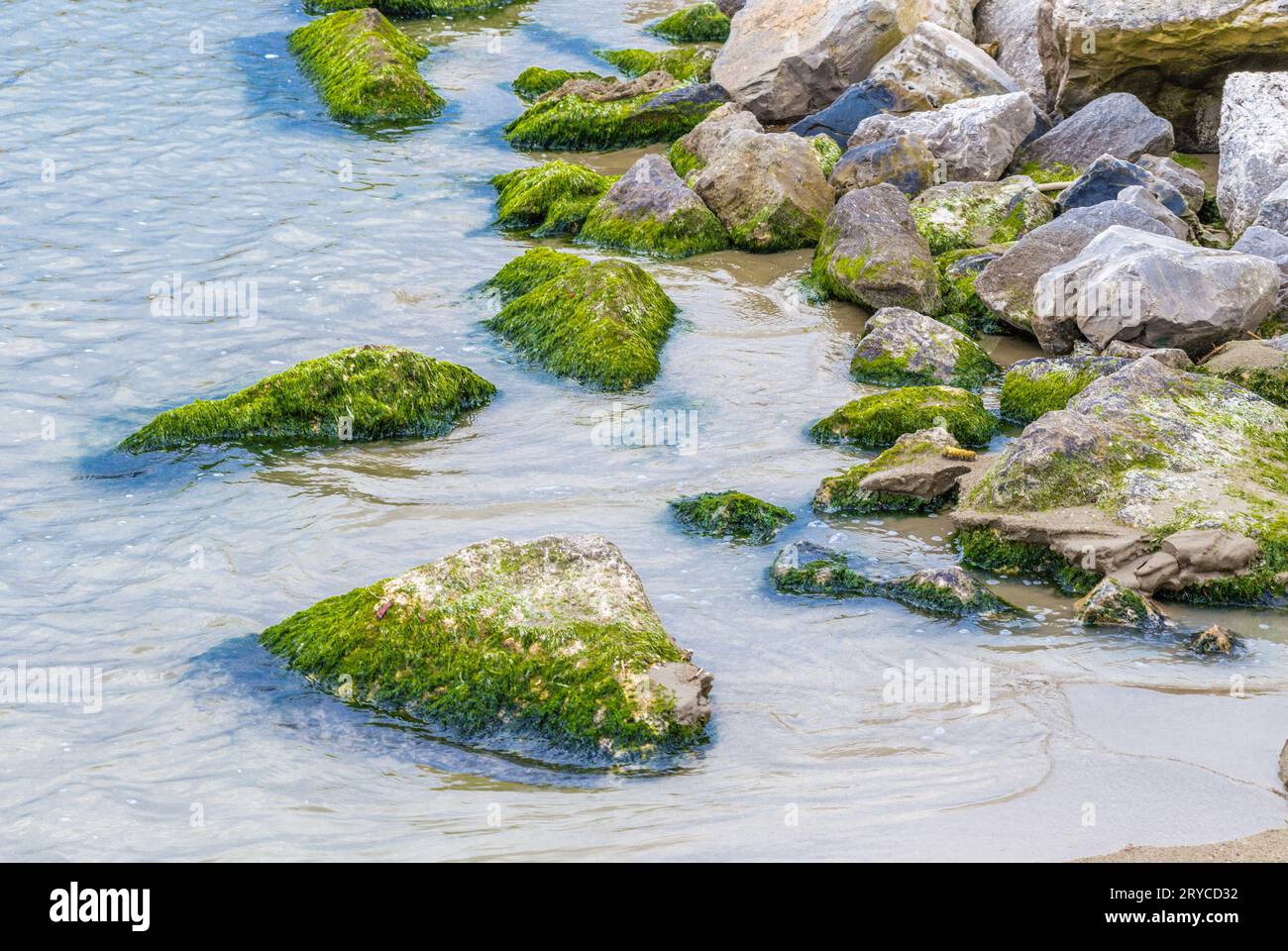 Moss and algae hi-res stock photography and images - Alamy