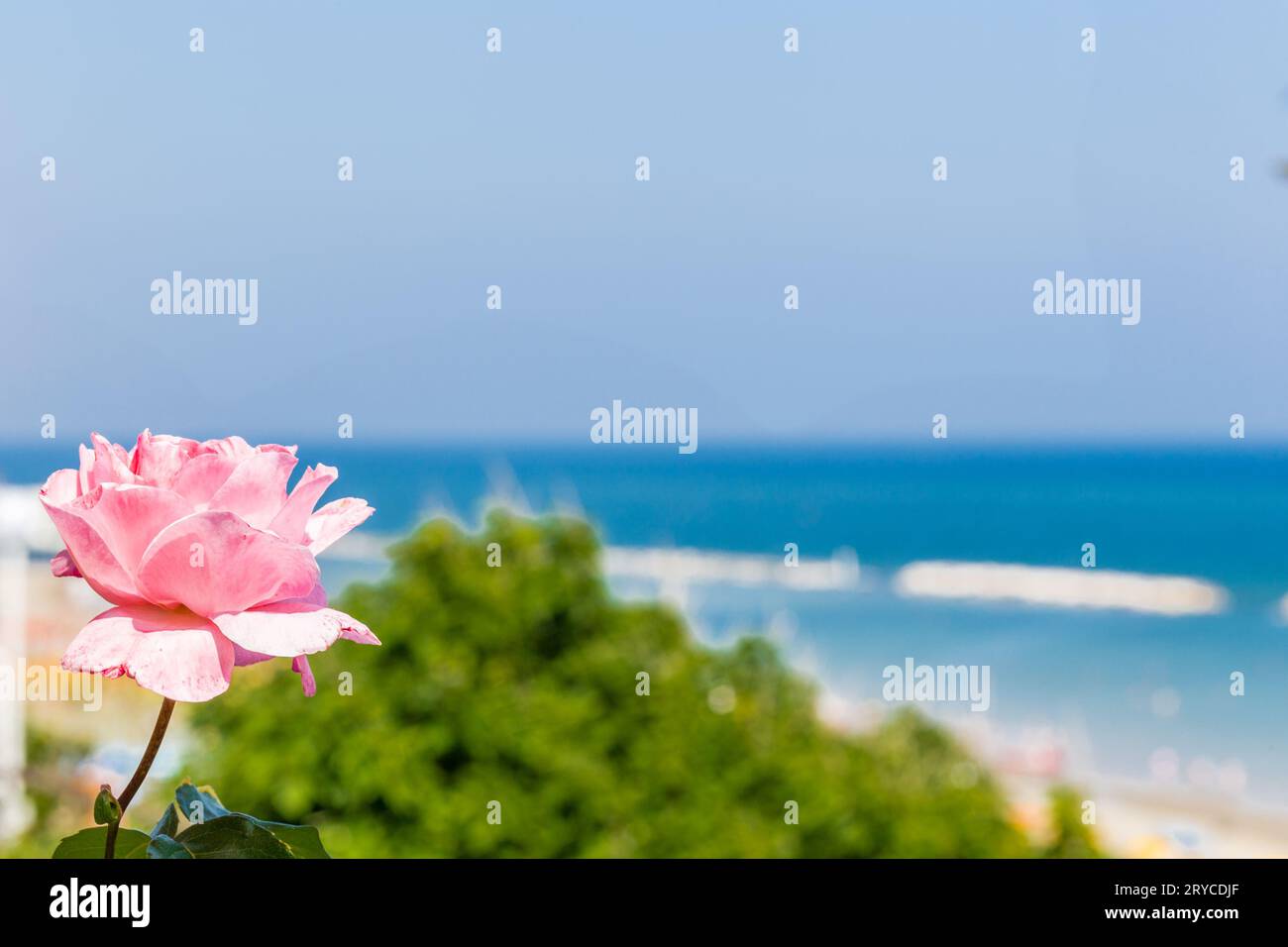 Marche rose hi-res stock photography and images - Alamy