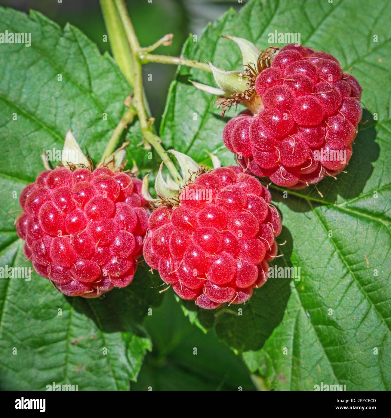 Gardening raspberries hi-res stock photography and images - Alamy