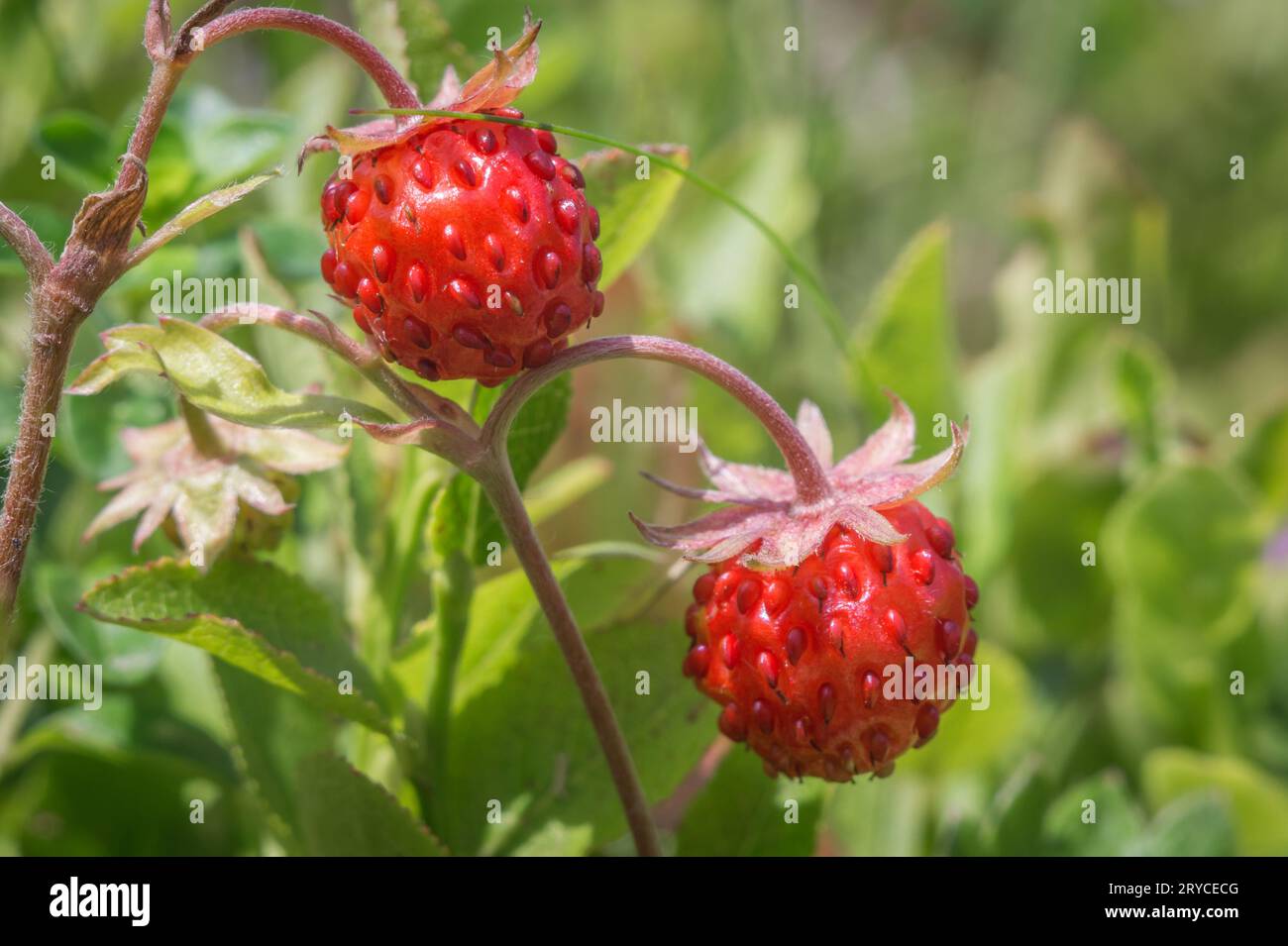 Wild strawberry fruit Stock Photo - Alamy