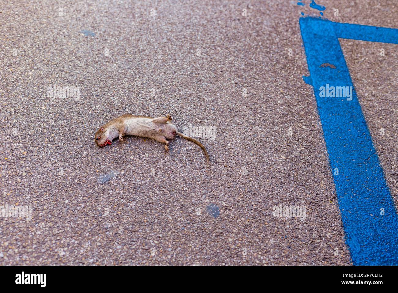 Dead rat corpse Stock Photo - Alamy