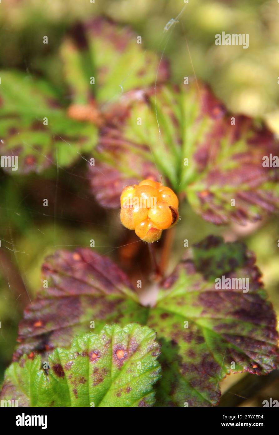 Cloudberry plant hi-res stock photography and images - Alamy