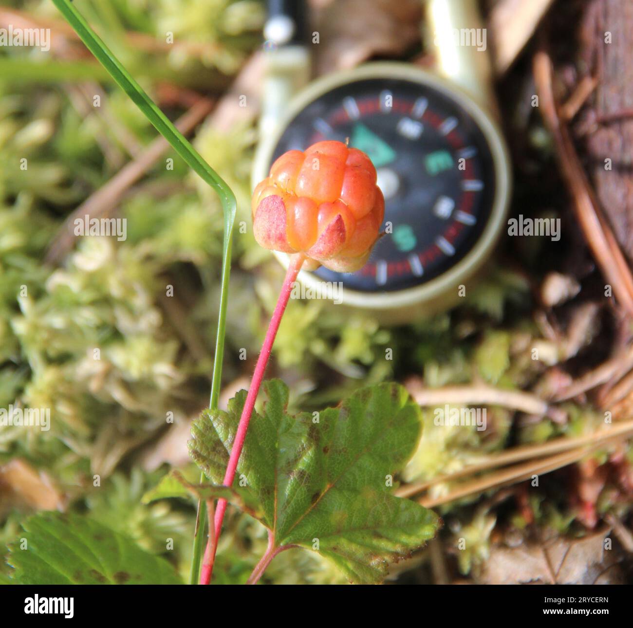 Cloudberry. Rubus chamaemorus Stock Photo - Alamy
