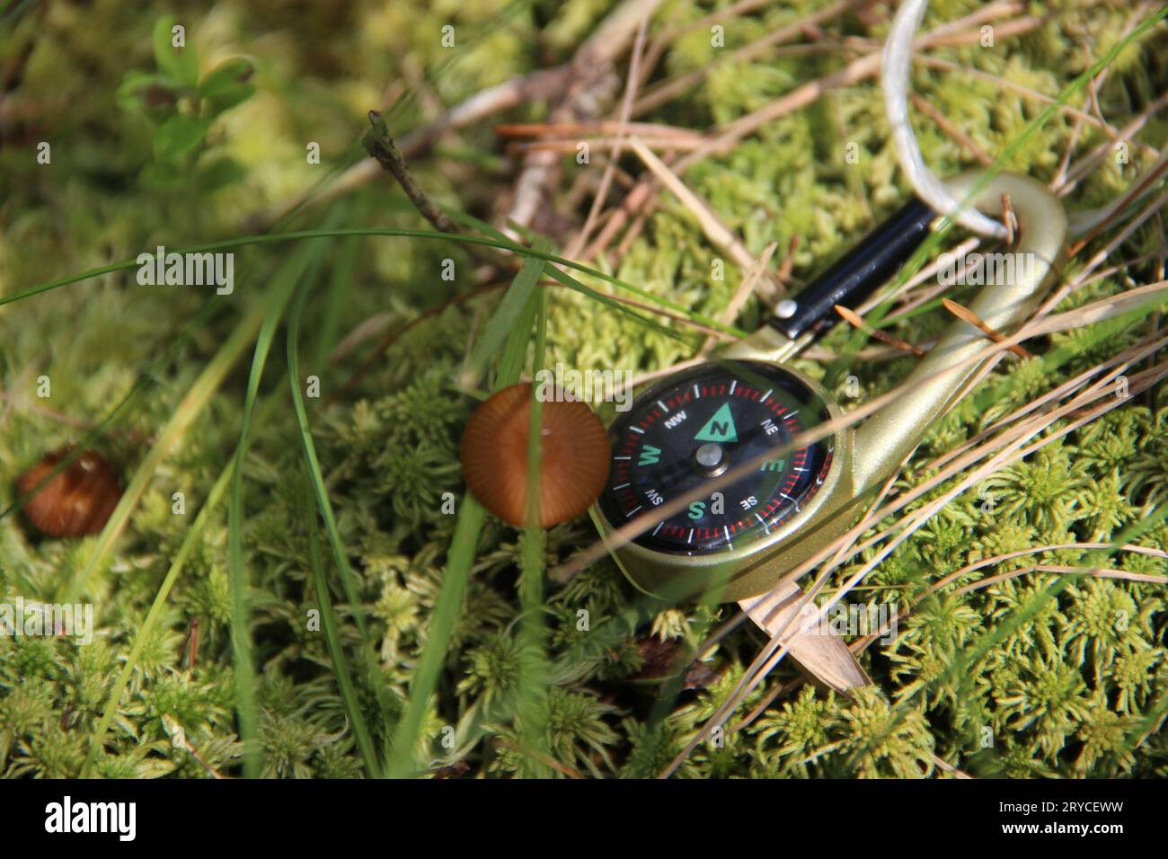 Compass in the forest hi-res stock photography and images - Alamy