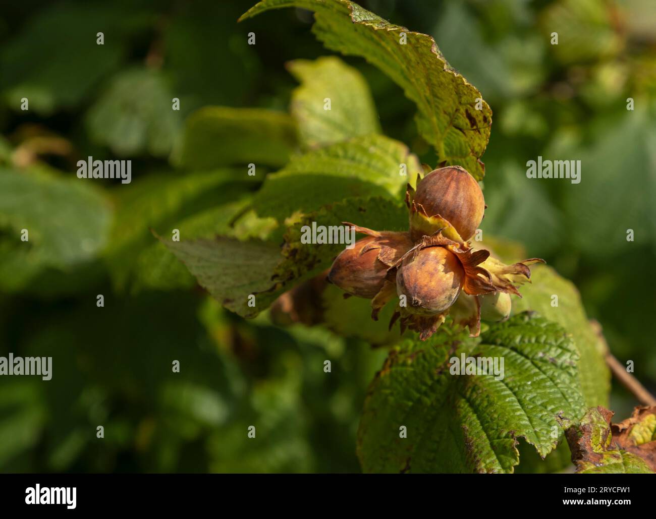 Three hazel nuts which are ripe on a tree in the early autumn sunshine ...