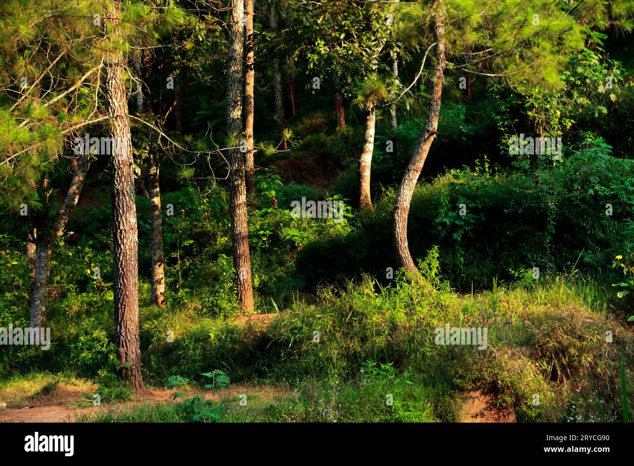 Green forest baground hi-res stock photography and images - Alamy