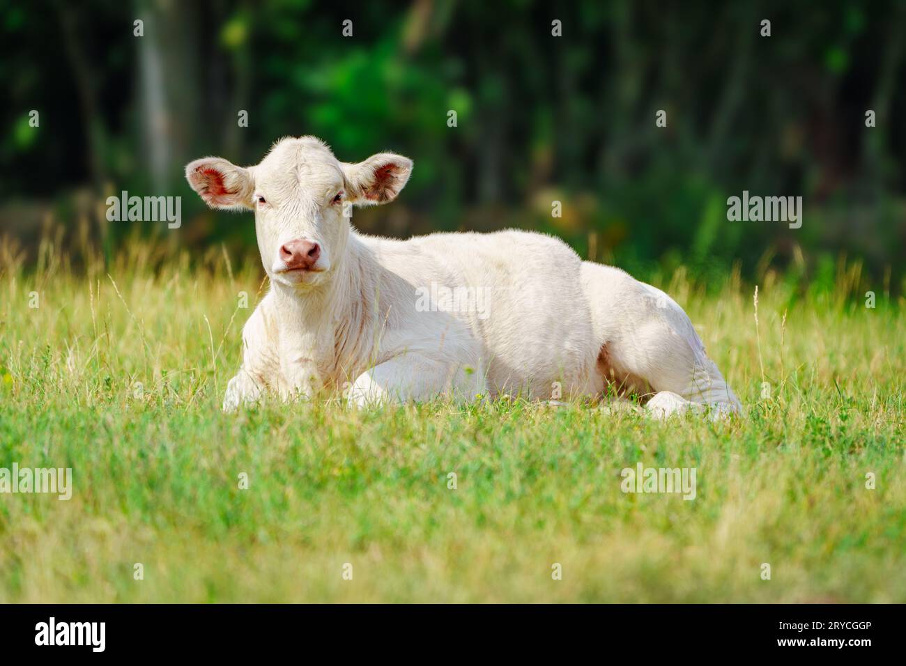 Charolais cattle grazing. Majestic French Charolais cows gracefully ...