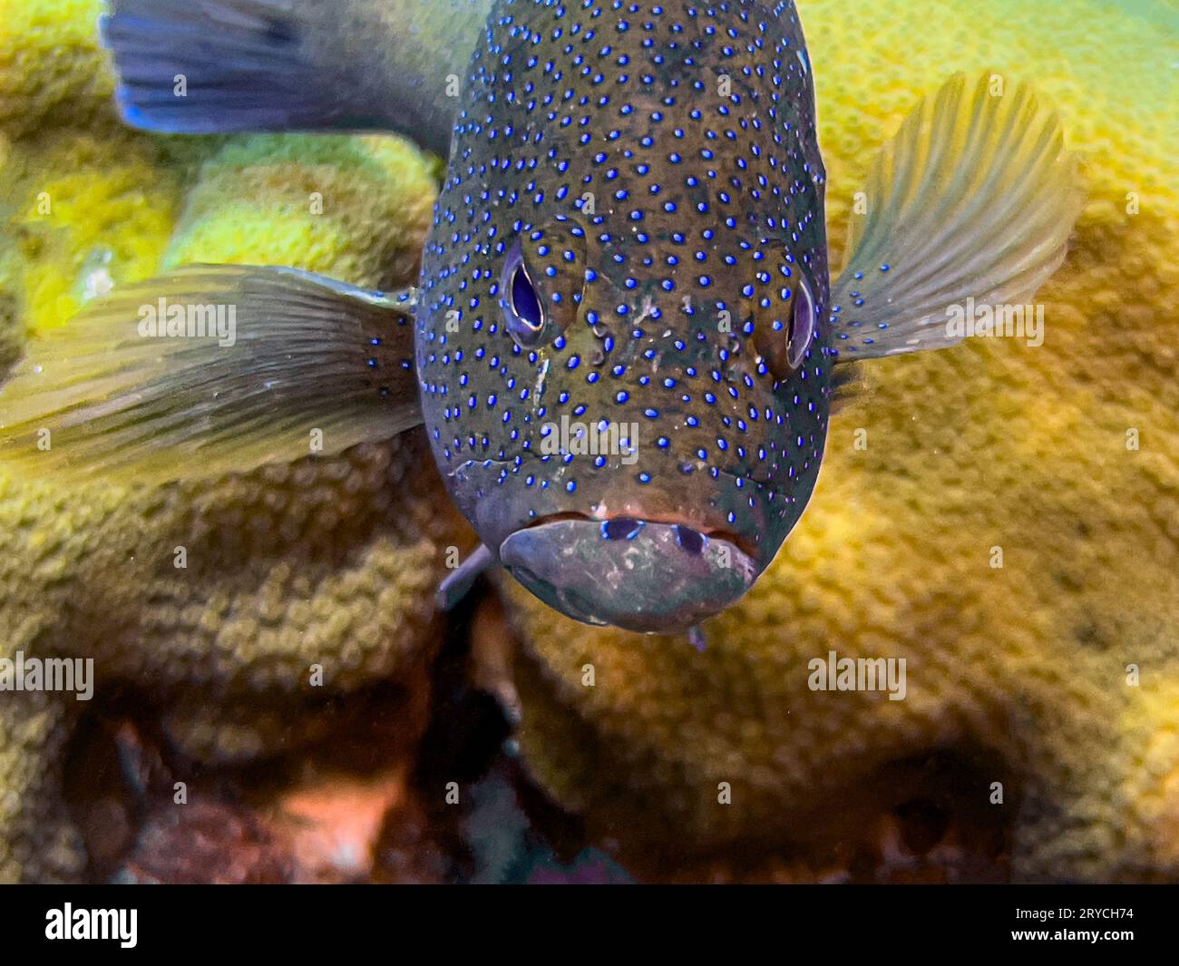 Cephalopholis argus, the peacock hind, roi, bluespotted grouper, and ...