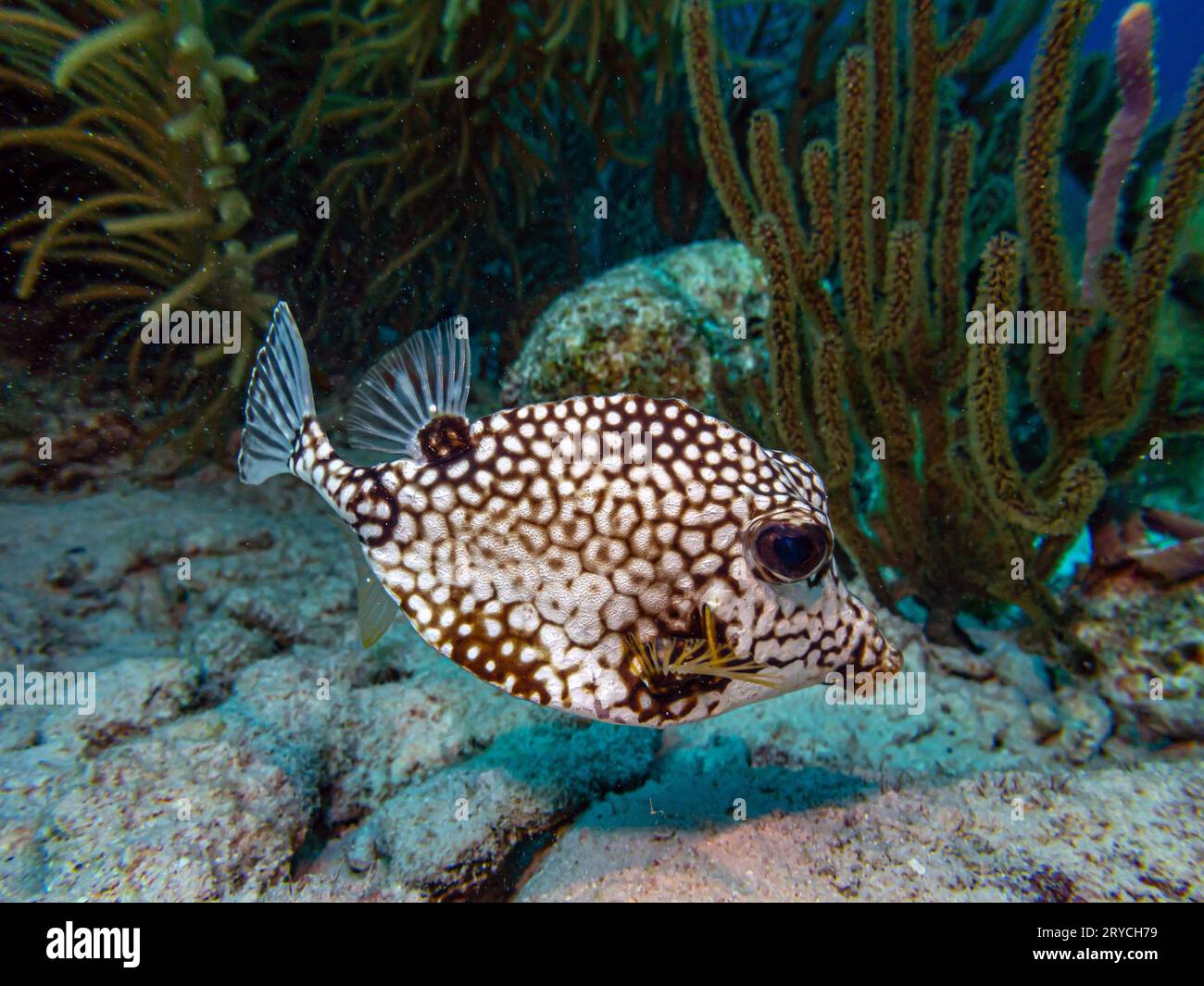 Boxfish caribbean hi-res stock photography and images - Alamy