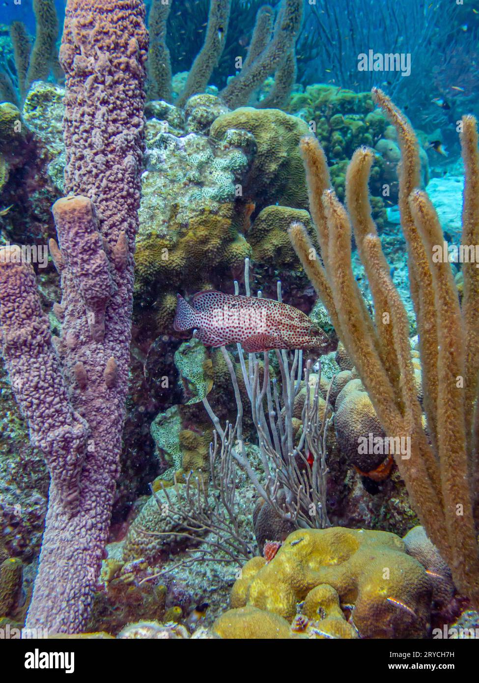 Red hind ,Epinephelus guttatus, also known as the koon or lucky grouper ...