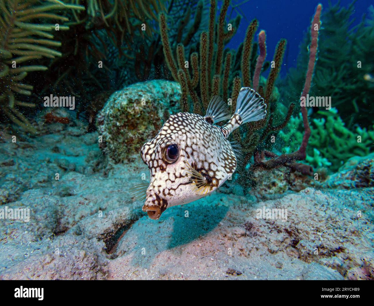 Lactophrys triqueter also known as the smooth trunkfish, is a species ...