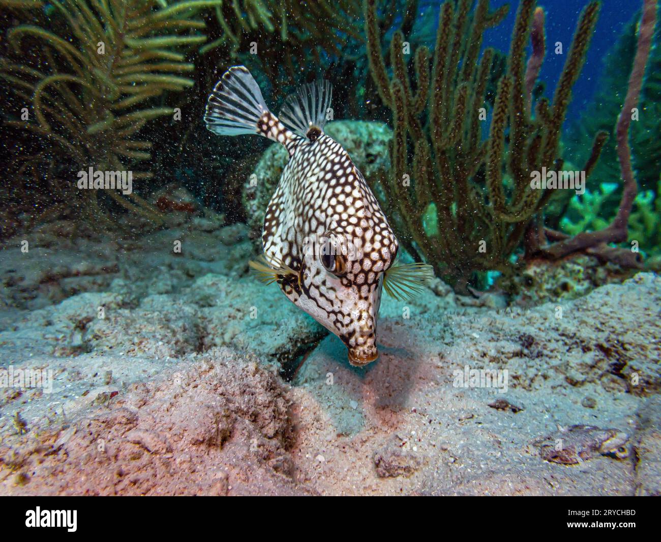 Lactophrys triqueter also known as the smooth trunkfish, is a species ...