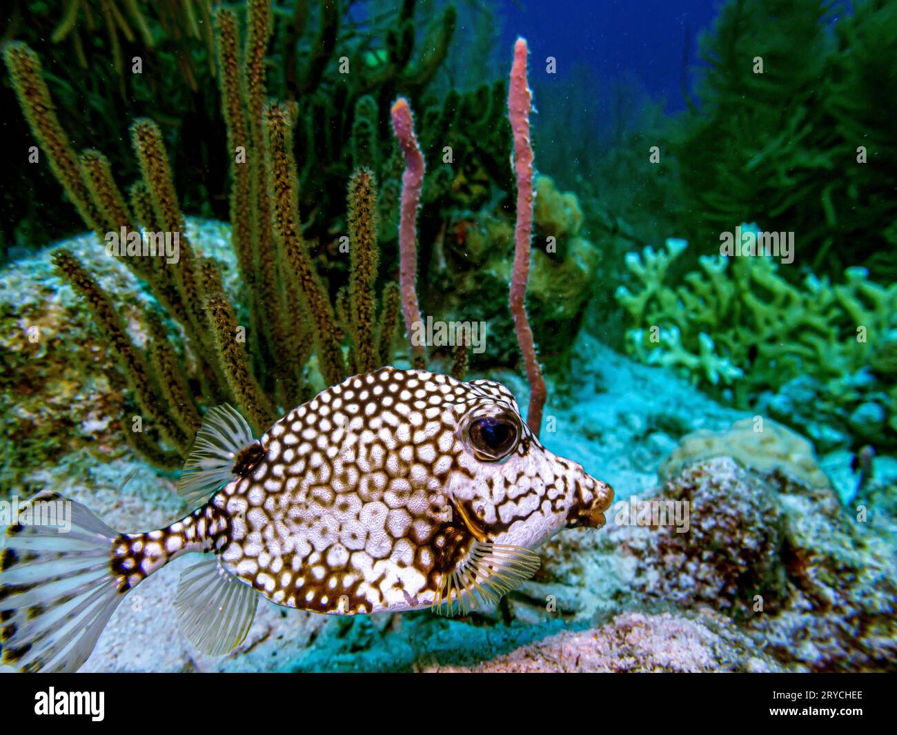 Lactophrys triqueter also known as the smooth trunkfish, is a species ...