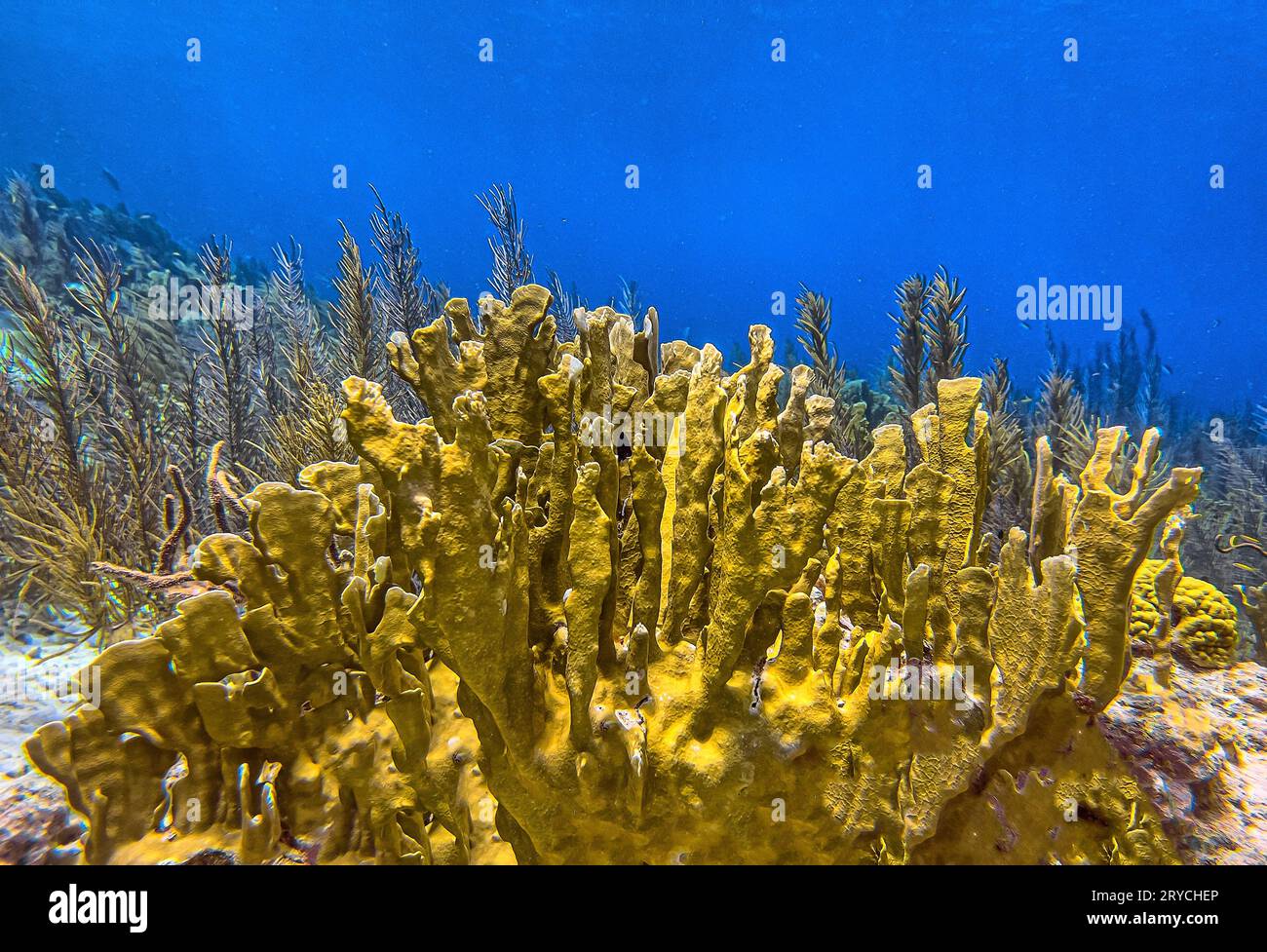 Fire corals ,Millepora are a genus of colonial hydrocorals.family ...