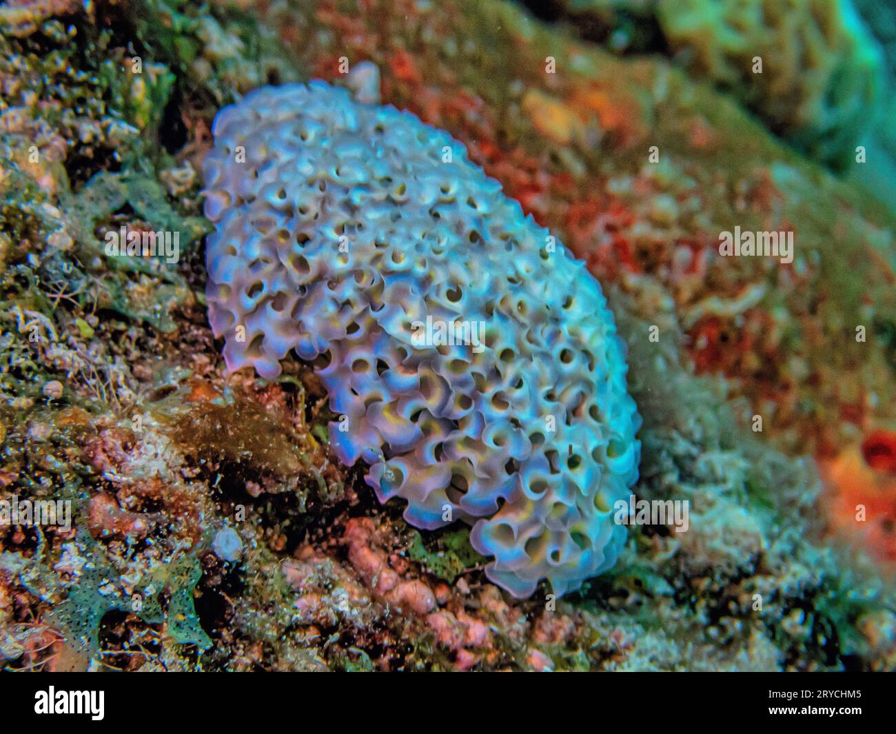 Elysia crispata, common name the lettuce sea slug or lettuce slug, is a ...