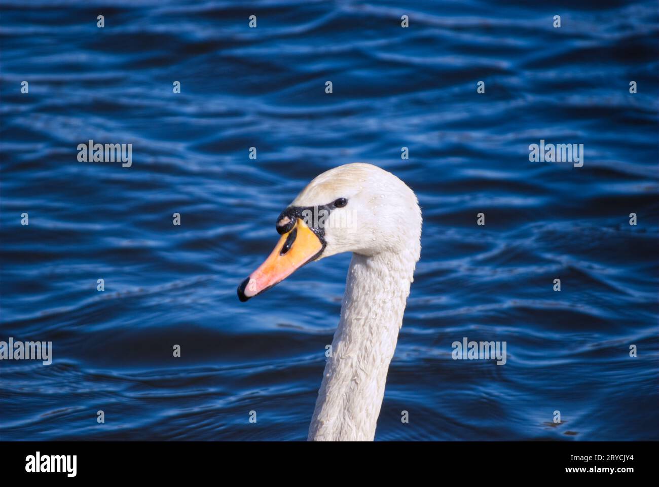 Profil hautnah hi-res stock photography and images - Alamy