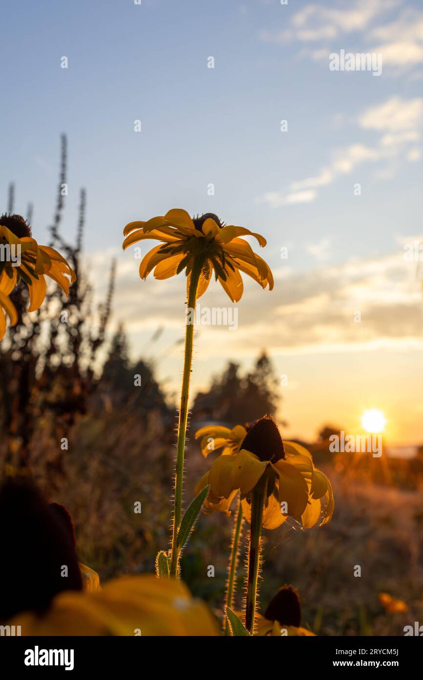 Harborview park everett washington hi-res stock photography and images ...
