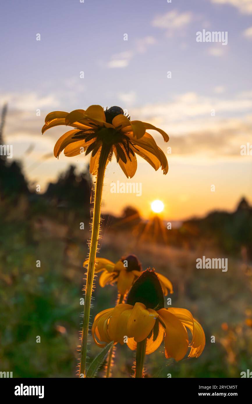 Harborview park everett washington hi-res stock photography and images ...