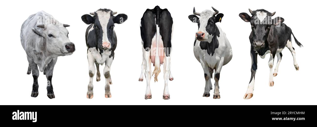 Cows of different breeds in full height isolated on white background ...