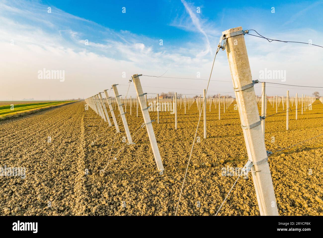 Rows of poles for fruit trees Stock Photo - Alamy