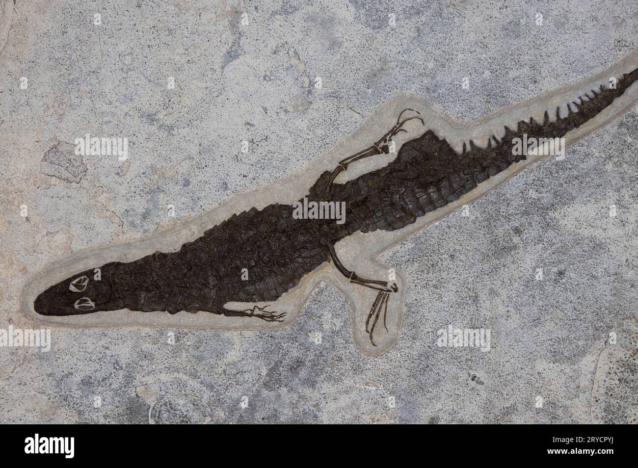Fossil alligator (cast) from the Middle Eocene Period, Green River ...