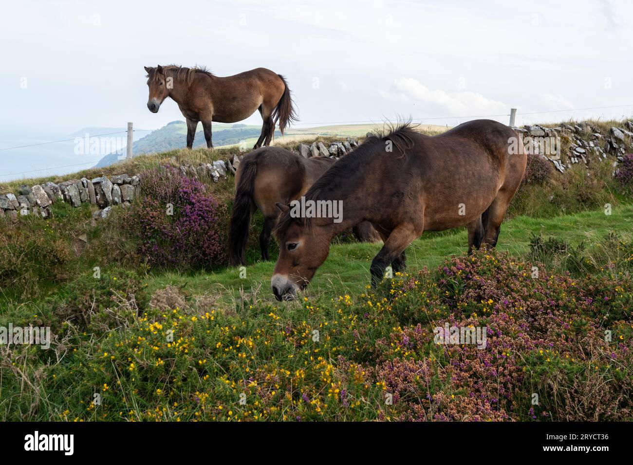 Exmoor ponies at the top of Countisbury Hill in Exmoor National Park ...
