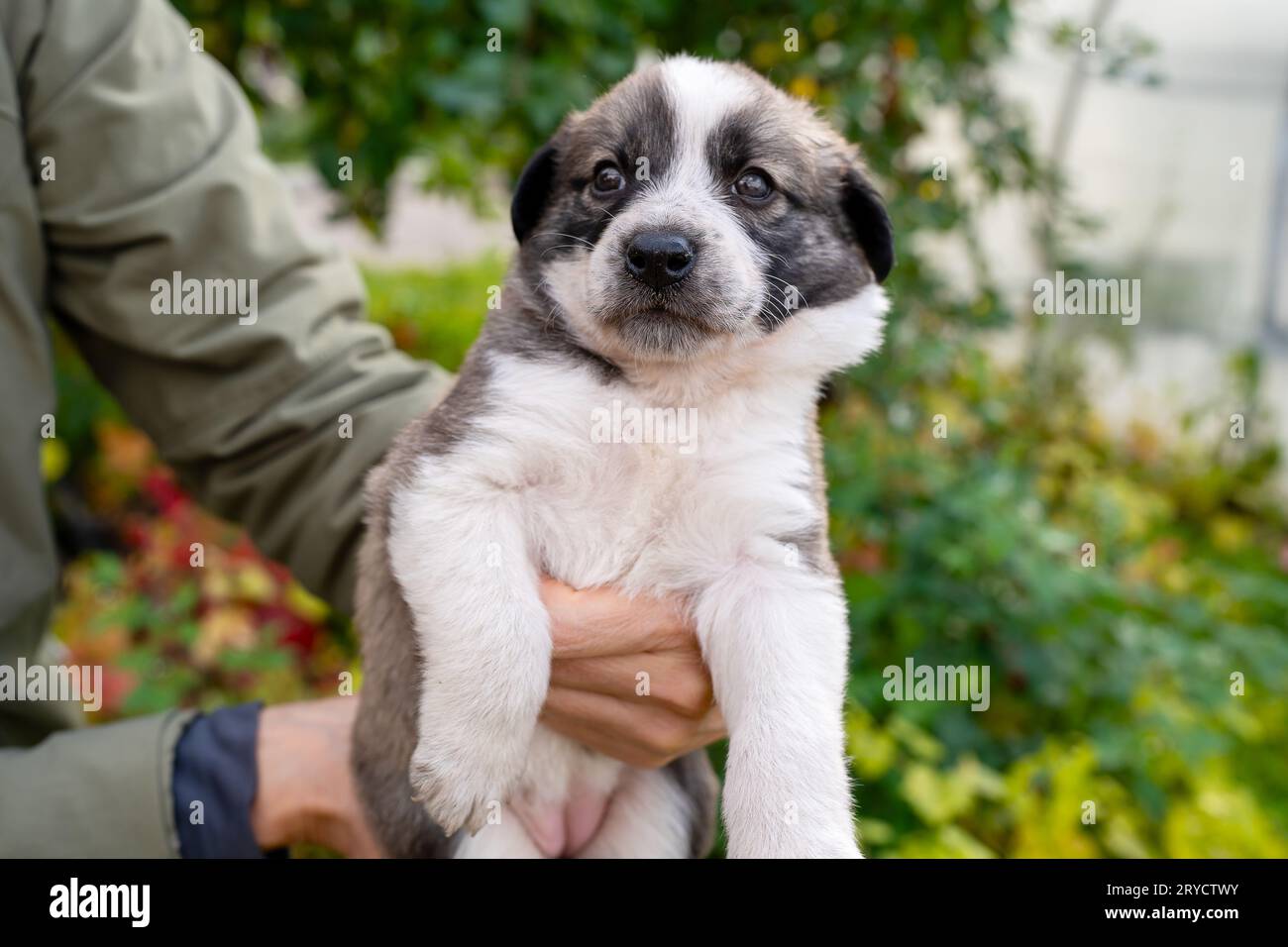 Cute little german shepherd puppy in the caring hands of the owner on ...