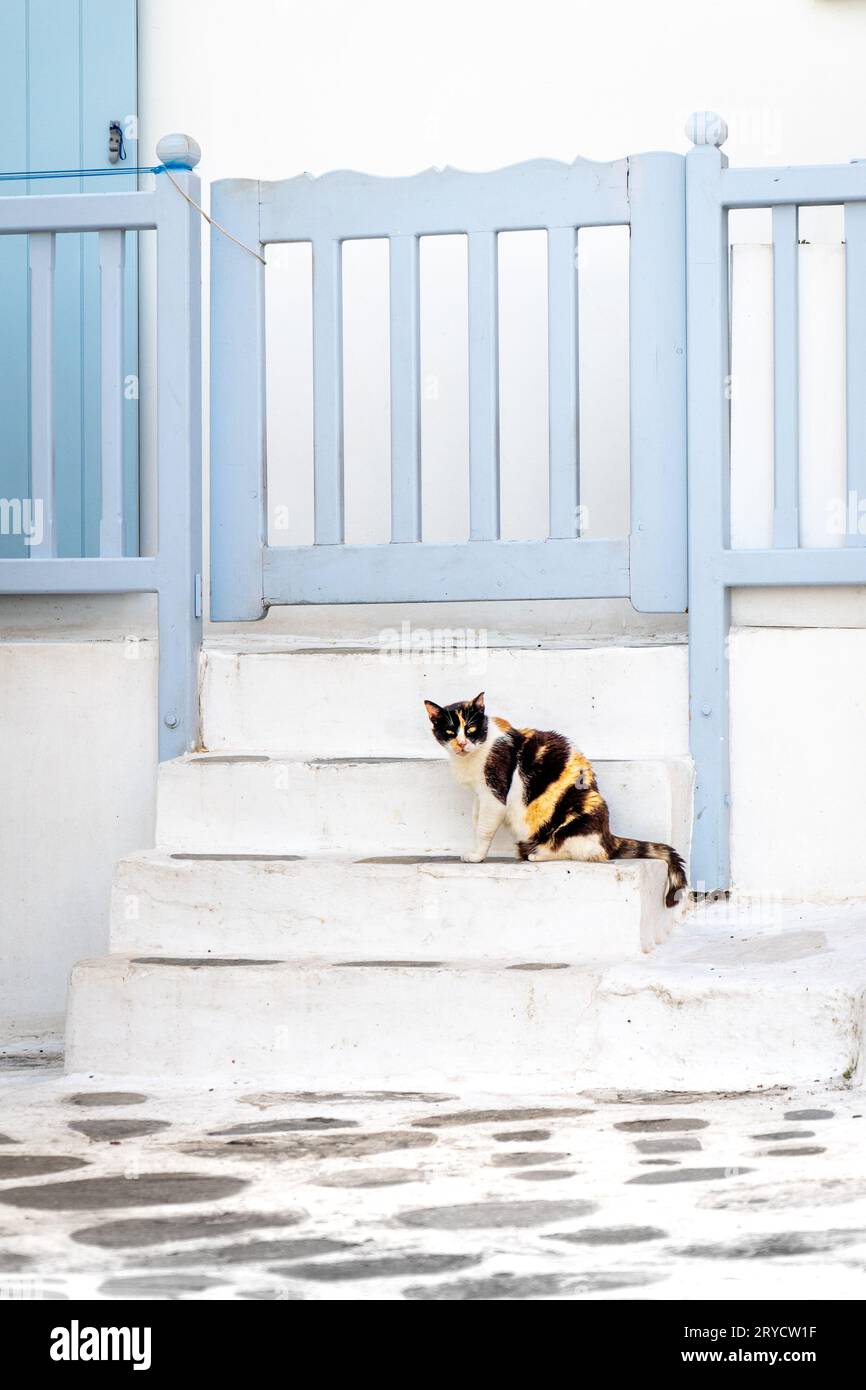 Calico cat sitting on a street in the Greek islands Stock Photo - Alamy