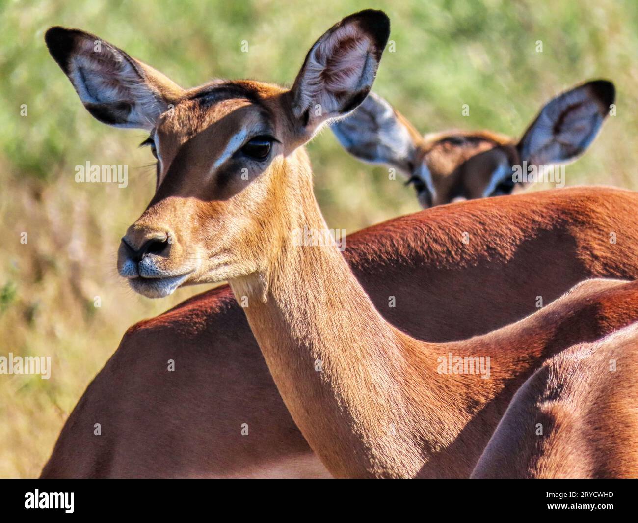 small herd of juvenile female impala in the african bush Stock Photo ...
